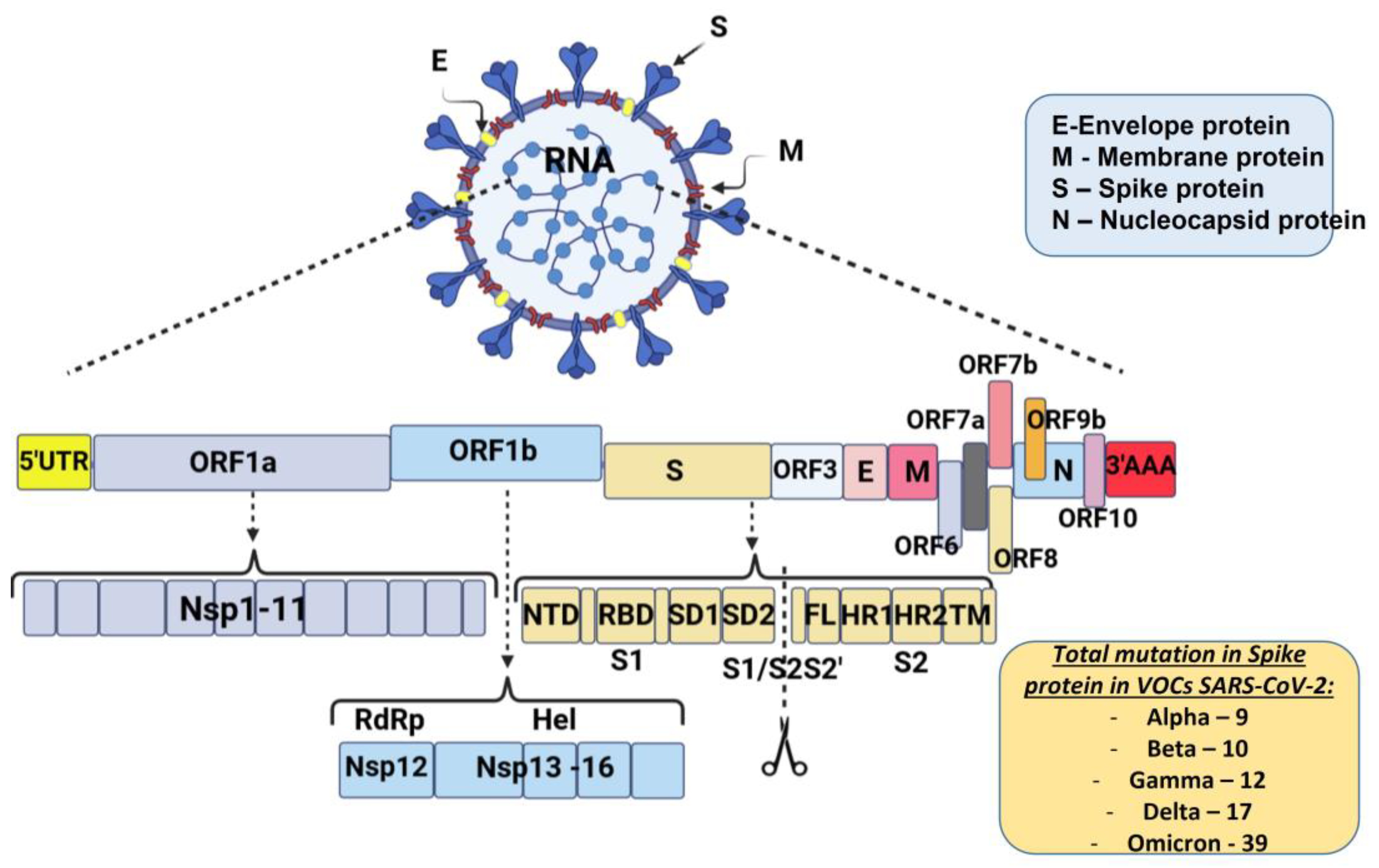 The End or a New Era of Development of SARS-CoV-2 Virus: Genetic Variants Responsible for Severe ...