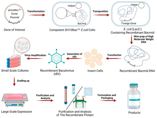 Application of Baculovirus Expression Vector System (BEVS) in Vaccine ...