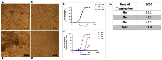 Development and Characterization of an In Vitro Cell-Based Assay to ...