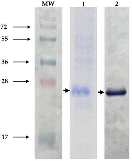 Vaccines | Free Full-Text | Testing Efficacy of a Conserved Polypeptide ...