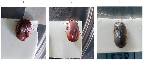 Vaccines | Free Full-Text | Testing Efficacy of a Conserved Polypeptide ...
