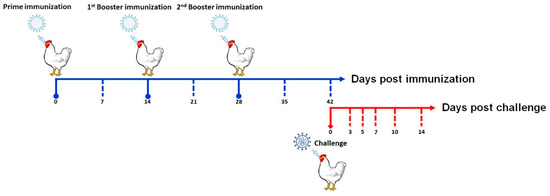 Development and Immunoprotection of Bacterium-like Particle Vaccine ...