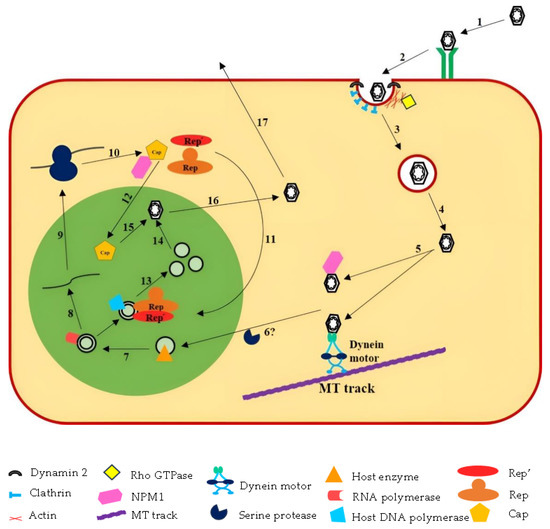 Revisiting Porcine Circovirus Infection: Recent Insights and Its ...