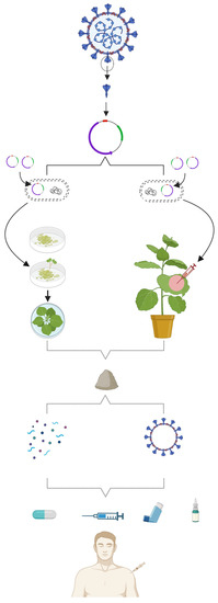 Exigency of Plant-Based Vaccine against COVID-19 Emergence as Pandemic ...