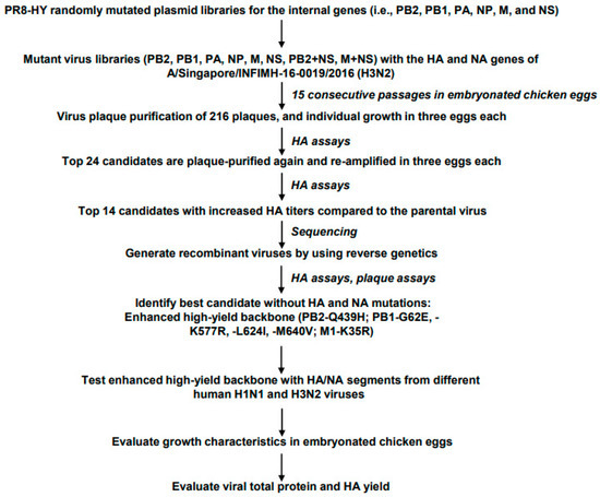 Development of an Enhanced High-Yield Influenza Vaccine Backbone in ...