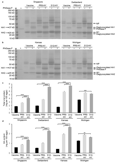 Development of an Enhanced High-Yield Influenza Vaccine Backbone in ...