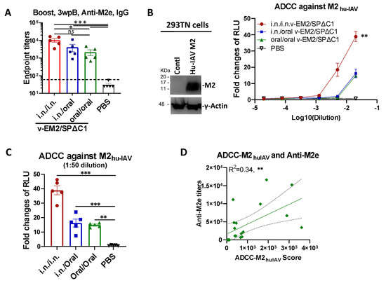 Oral Immunization with rVSV Bivalent Vaccine Elicits Protective Immune ...