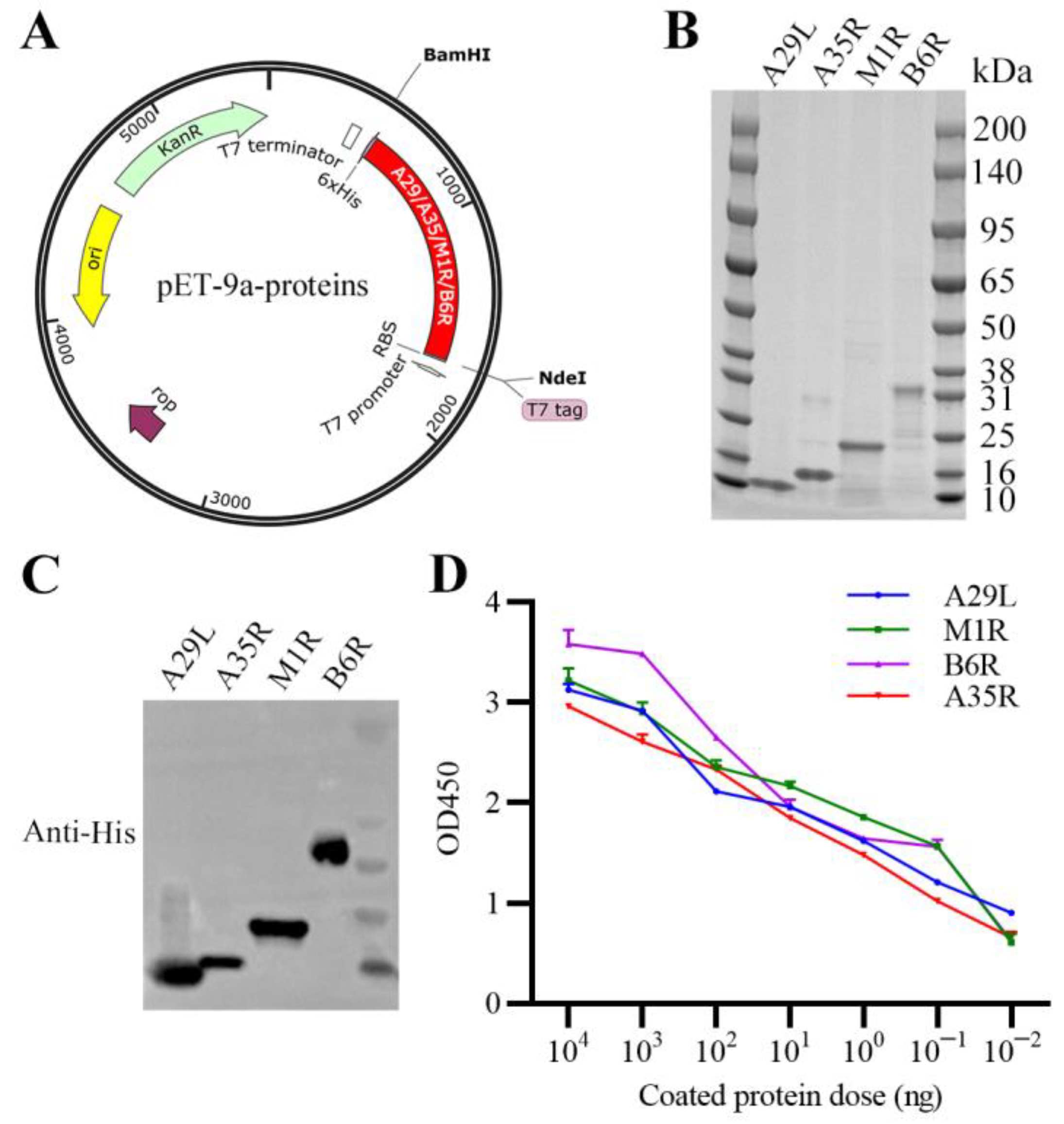 Vaccines | Free Full-Text | A Subunit Vaccine Candidate Composed of ...