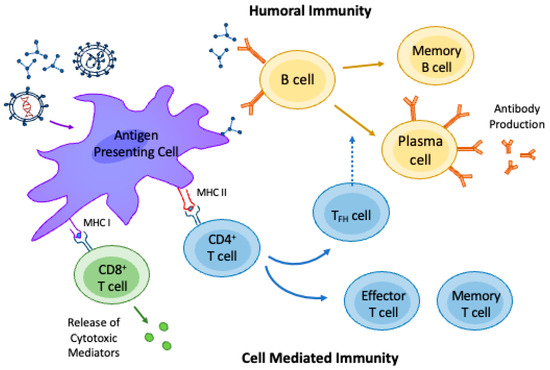 Vaccination in the Era of Immunosuppression
