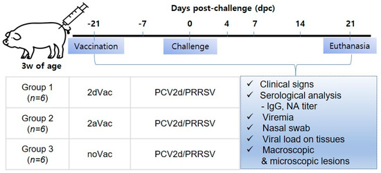 Selection and Evaluation of Porcine circovirus (PCV) 2d Vaccine Strains ...