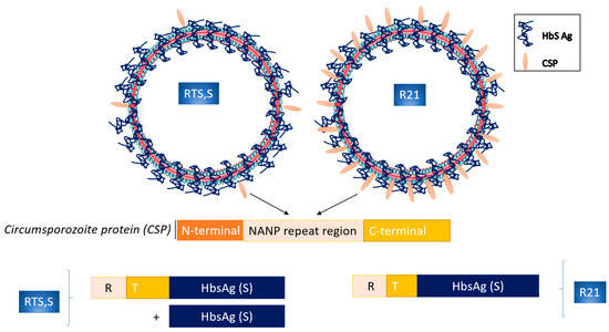 Malaria Vaccines: From the Past towards the mRNA Vaccine Era