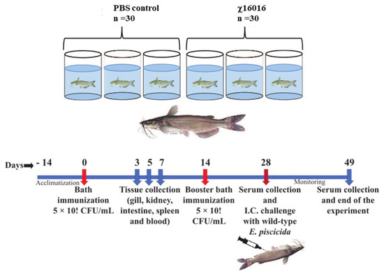 Recombinant Attenuated Edwardsiella piscicida Vaccine Displaying ...
