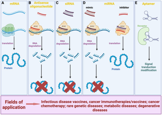 Updated Considerations for the Immunopharmacological Aspects of the ...