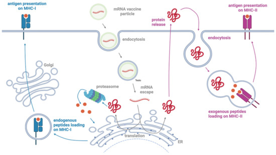 Updated Considerations for the Immunopharmacological Aspects of the ...