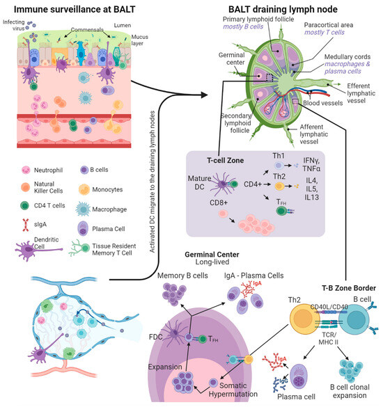 Vaccines | Free Full-Text | Next Generation Mucosal Vaccine Strategy ...