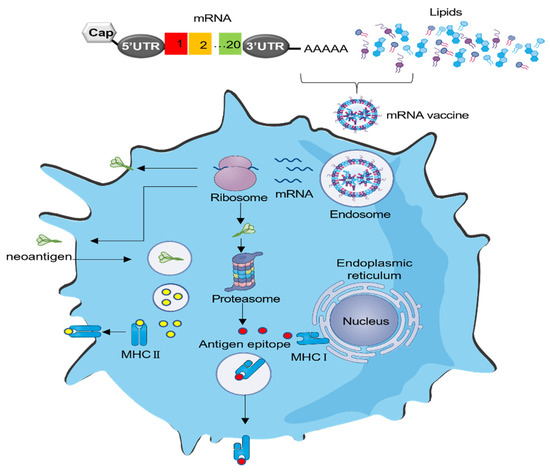 Advances in mRNA-Based Cancer Vaccines