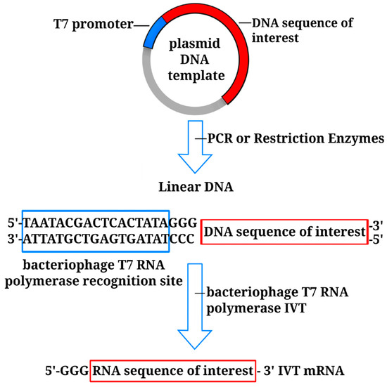 In Vitro Transcribed RNA-Based Platform Vaccines: Past, Present, and Future