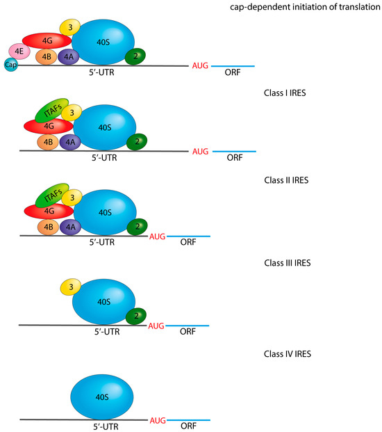 In Vitro Transcribed RNA-Based Platform Vaccines: Past, Present, and Future