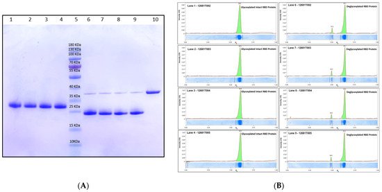Large-Scale Purification and Characterization of Recombinant Receptor ...