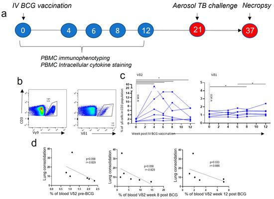 IV BCG Vaccination and Aerosol BCG Revaccination Induce Mycobacteria ...