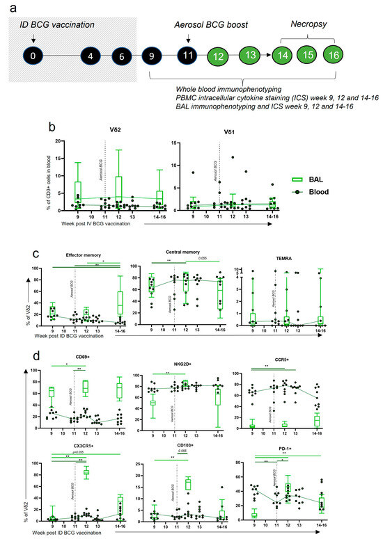 IV BCG Vaccination and Aerosol BCG Revaccination Induce Mycobacteria ...