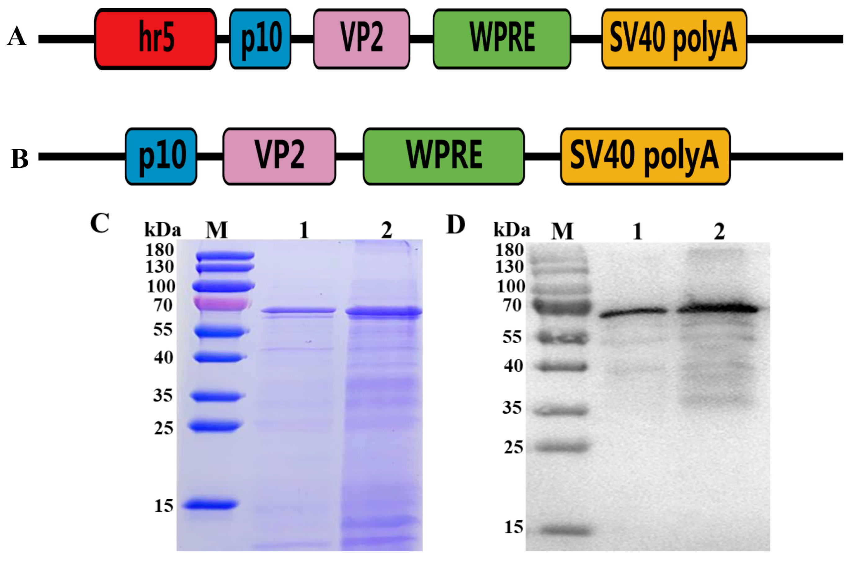A Subunit Vaccine Based on the VP2 Protein of Porcine Parvovirus 1 ...