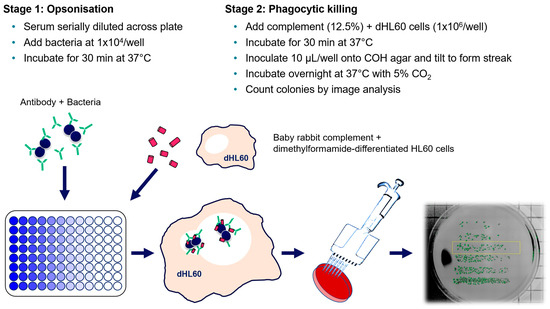 Development of A Standardized Opsonophagocytosis Killing Assay for ...