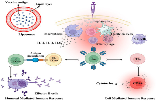 Vaccines | Free Full-Text | Advancements in Vaccine Adjuvants: The Journey from Alum to Nano ...