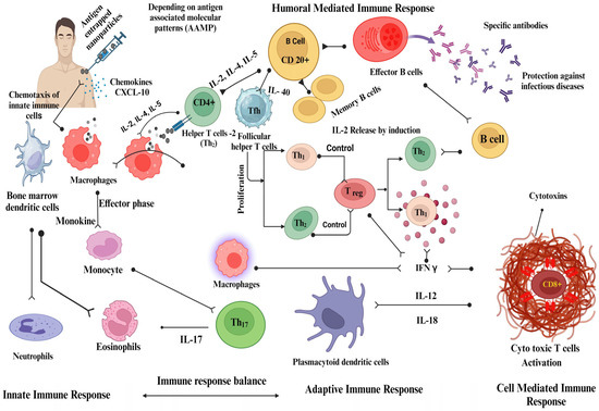Vaccines | Free Full-Text | Advancements in Vaccine Adjuvants: The Journey from Alum to Nano ...
