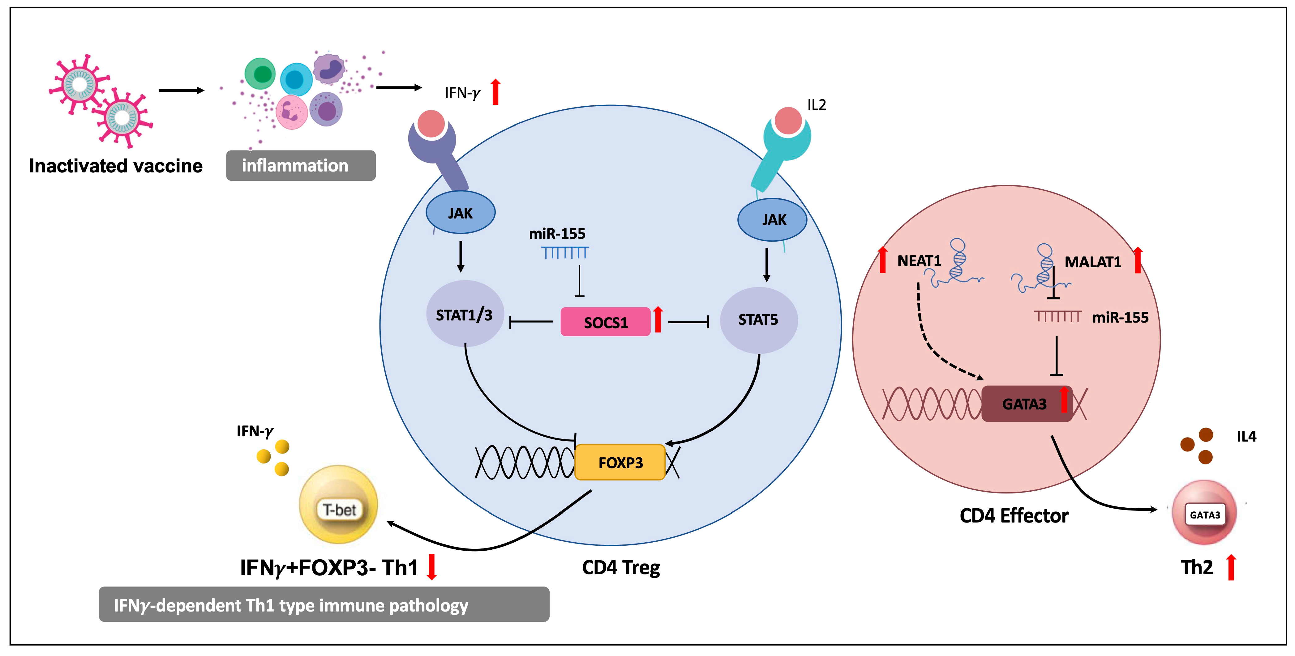 The Promotion of Humoral Immune Responses in Humans via SOCS1-Mediated ...