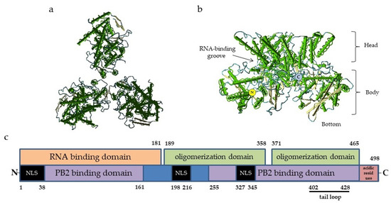 Nucleoprotein as a Promising Antigen for Broadly Protective Influenza Vaccines