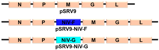 Inactivated Recombinant Rabies Virus Displaying the Nipah Virus ...