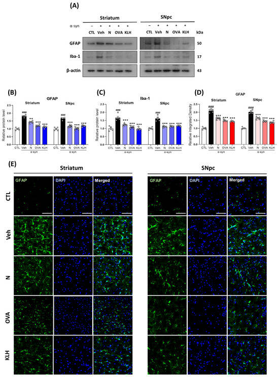 Immunization Effects of a Novel α-Synuclein-Based Peptide Epitope ...