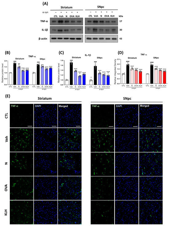 Vaccines | Free Full-Text | Immunization Effects of a Novel α-Synuclein-Based Peptide Epitope ...