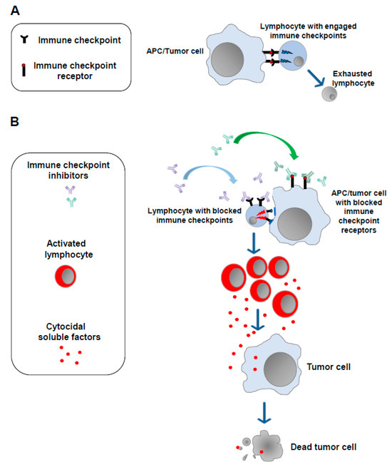 The Limitations of Current T Cell-Driven Anticancer Immunotherapies Can ...