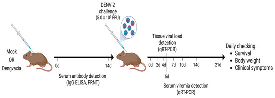A Novel, Comprehensive A129 Mouse Model for Investigating Dengue ...