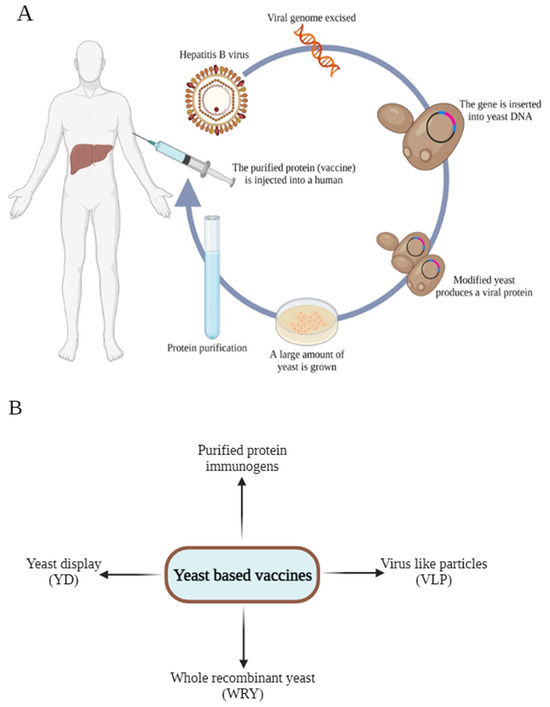 Vaccines | Free Full-Text | HBV Vaccines: Advances and Development