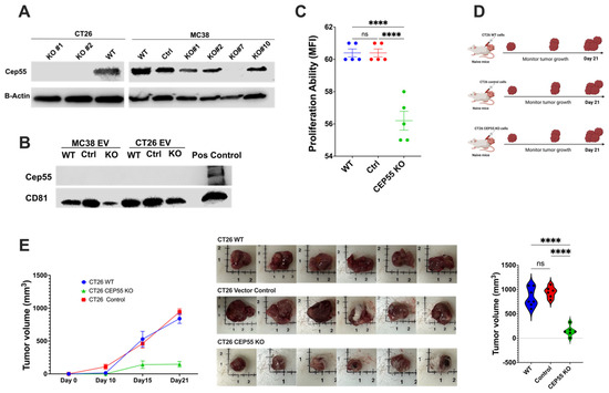 Centrosomal Protein 55 (CEP55) Drives Immune Exclusion and Resistance ...