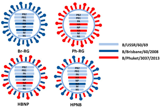 Development of Cross-Reactive Live Attenuated Influenza Vaccine ...