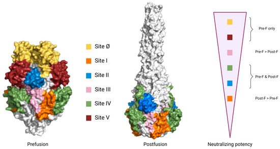 All Eyes on the Prefusion-Stabilized F Construct, but Are We Missing ...