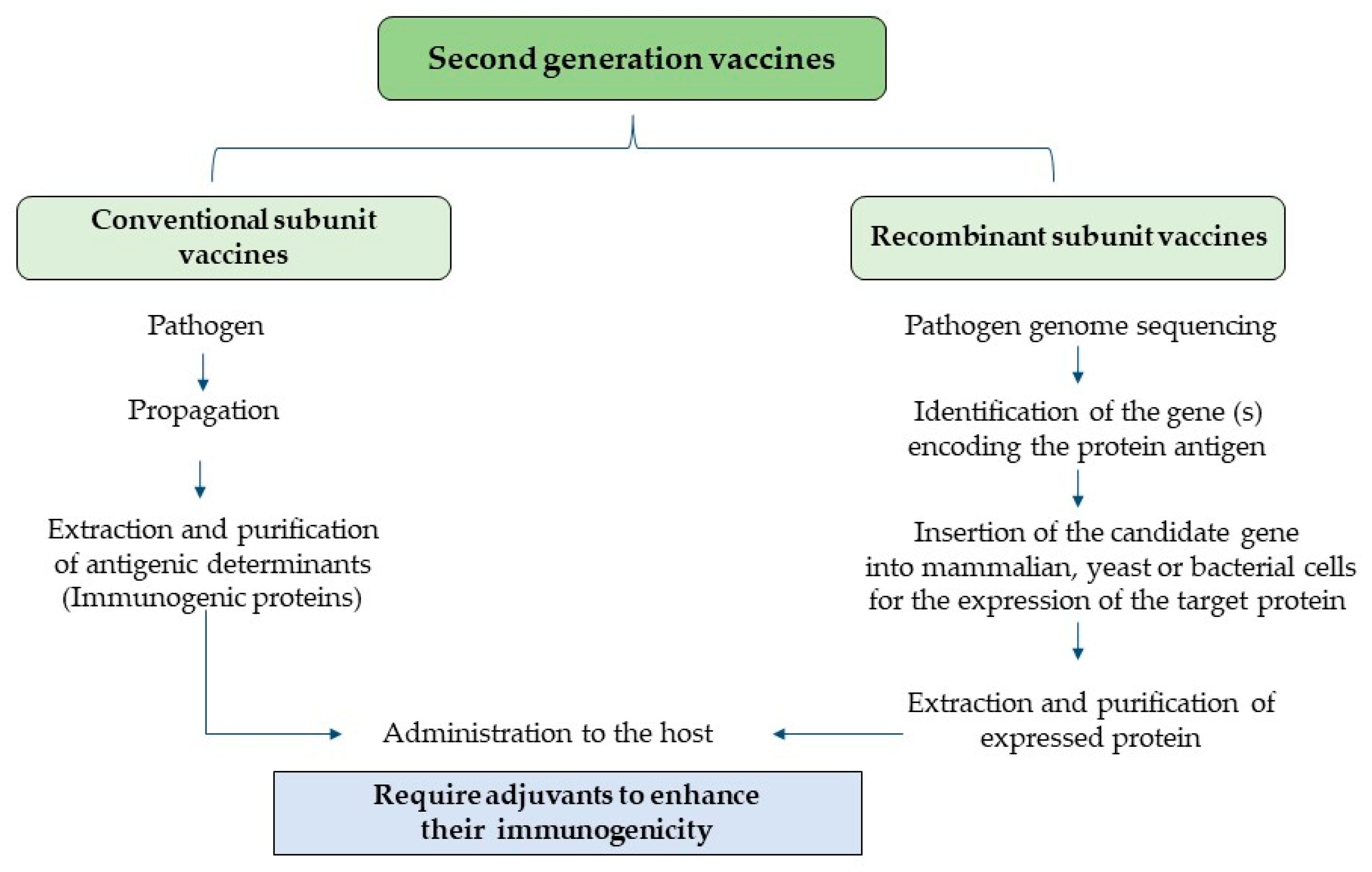 Vaccines | Free Full-Text | Advances in Poultry Vaccines: Leveraging Biotechnology for Improving ...