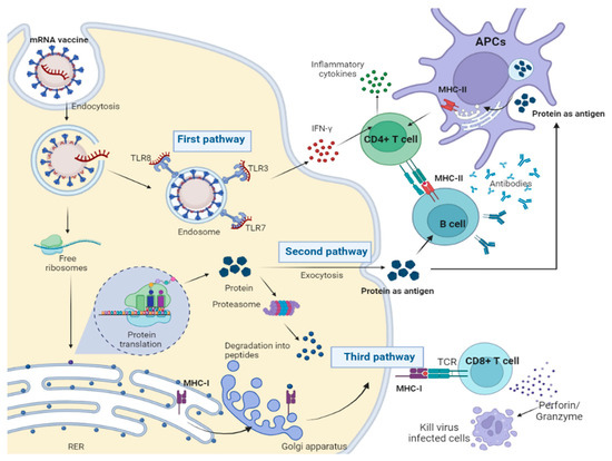 Advances in Poultry Vaccines: Leveraging Biotechnology for Improving ...