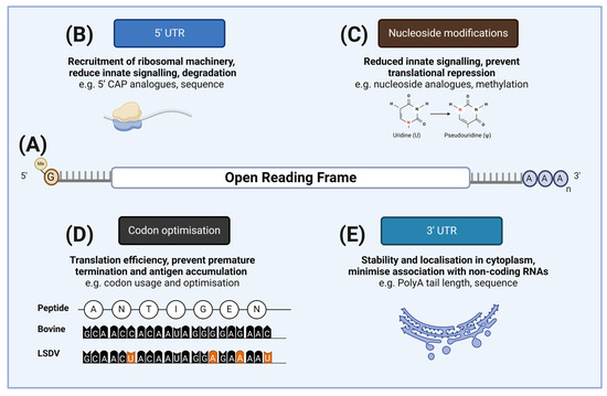 Vaccines | Free Full-Text | Can the Revolution in mRNA-Based Vaccine ...