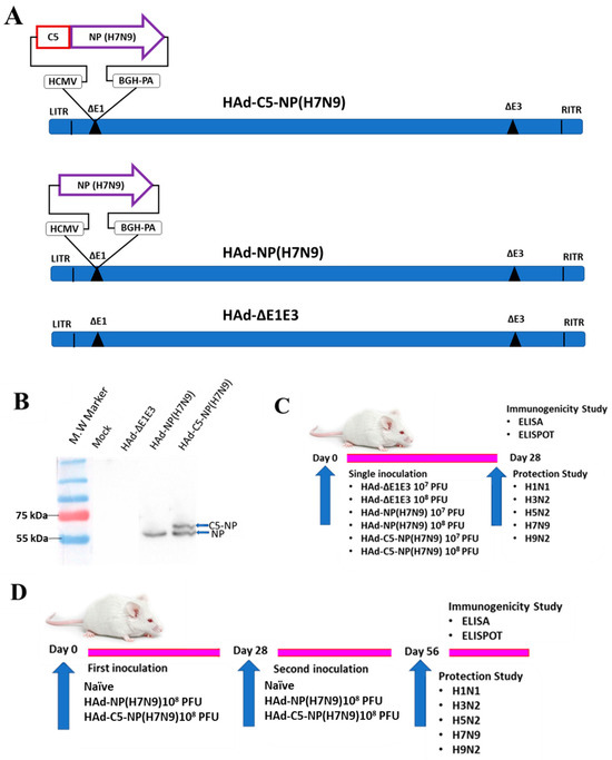 Development of NP-Based Universal Vaccine for Influenza A Viruses