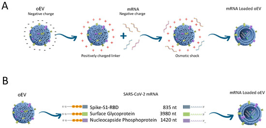 Edible Plant-Derived Extracellular Vesicles for Oral mRNA Vaccine Delivery