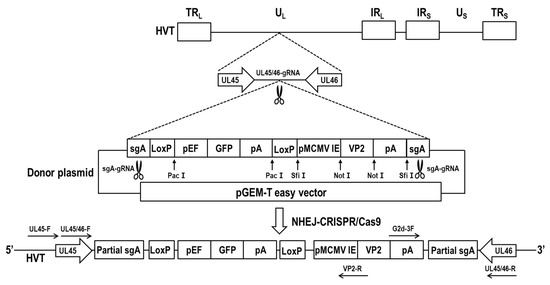 Development of a Highly Efficient CRISPR/Cas9-Mediated Herpesvirus of ...