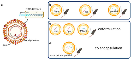 mRNA Therapeutic Vaccine for Hepatitis B Demonstrates Immunogenicity ...