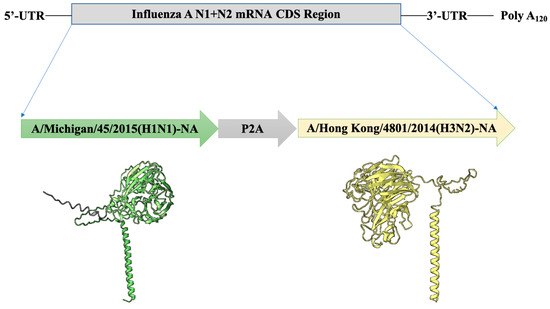 Influenza a Neuraminidase-Based Bivalent mRNA Vaccine Induces Th1-Type ...