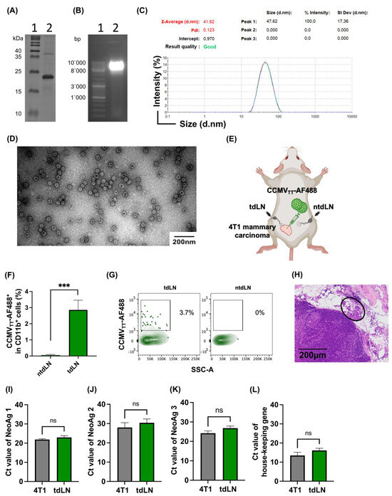 Intranodal Injection of Immune Activator Demonstrates Antitumor ...