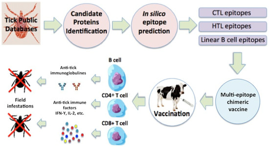 Inclusion of Anti-Tick Vaccines into an Integrated Tick Management ...